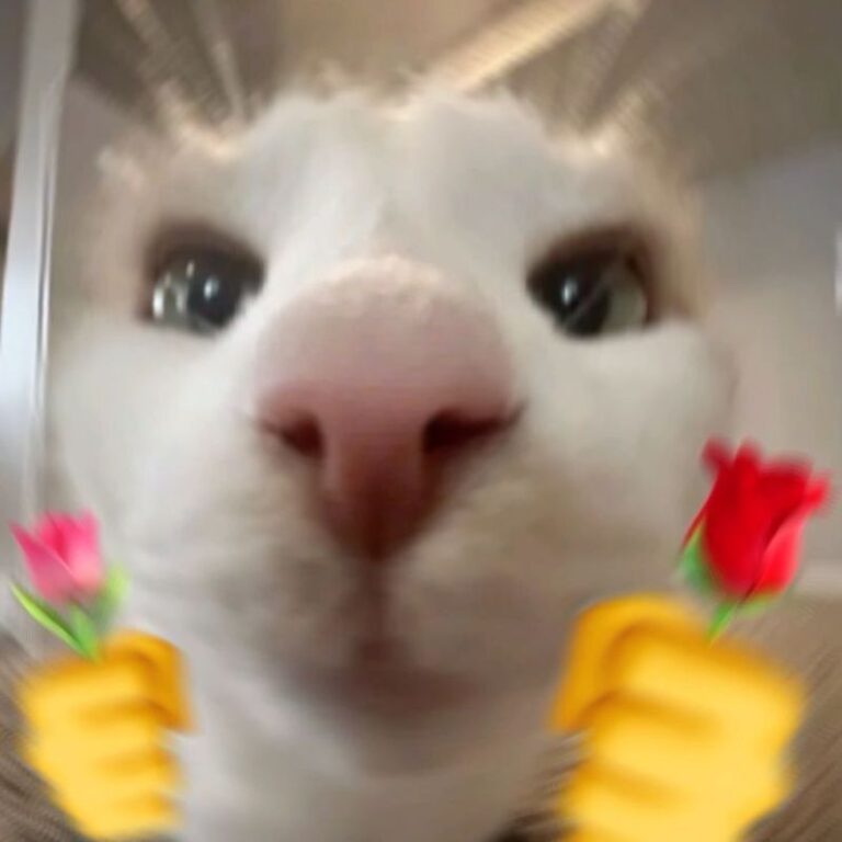 Hài không tưởng với loạt meme mèo tặng hoa siêu cấp đáng yêu
